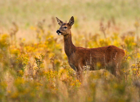 Roe deer The Wildlife Trusts